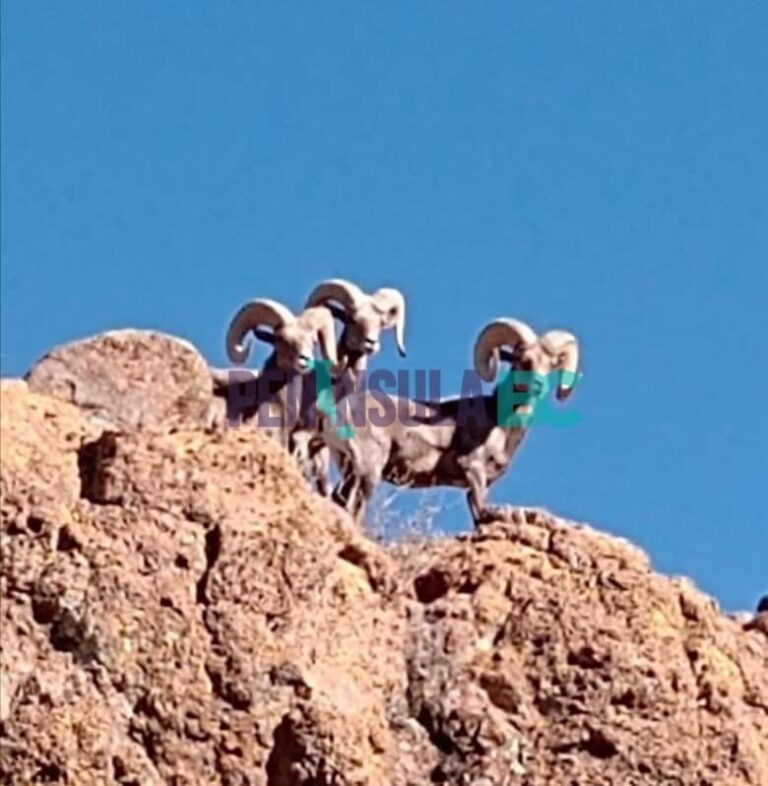 Captan imponentes borregos cimarrones en El Rosario - Península BC