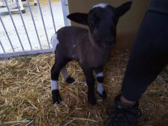 Nacen 23 animales en el zoológico del Parque Jersey de Tijuana ...