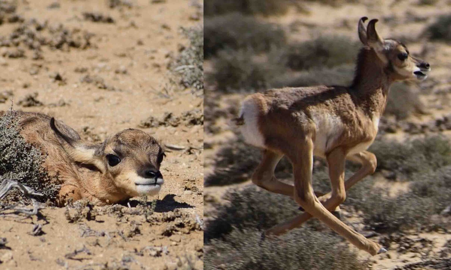 Captan primeros nacimientos de berrendos de la temporada 2021 ...