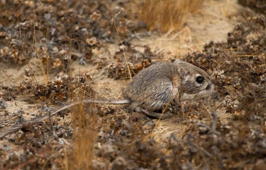 Aumenta la población de rata canguro en las reservas naturales de San ...