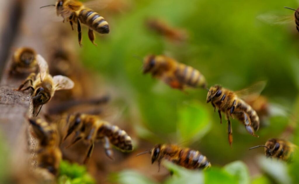 Inició la temporada de reproducción de abejas en Baja California ...